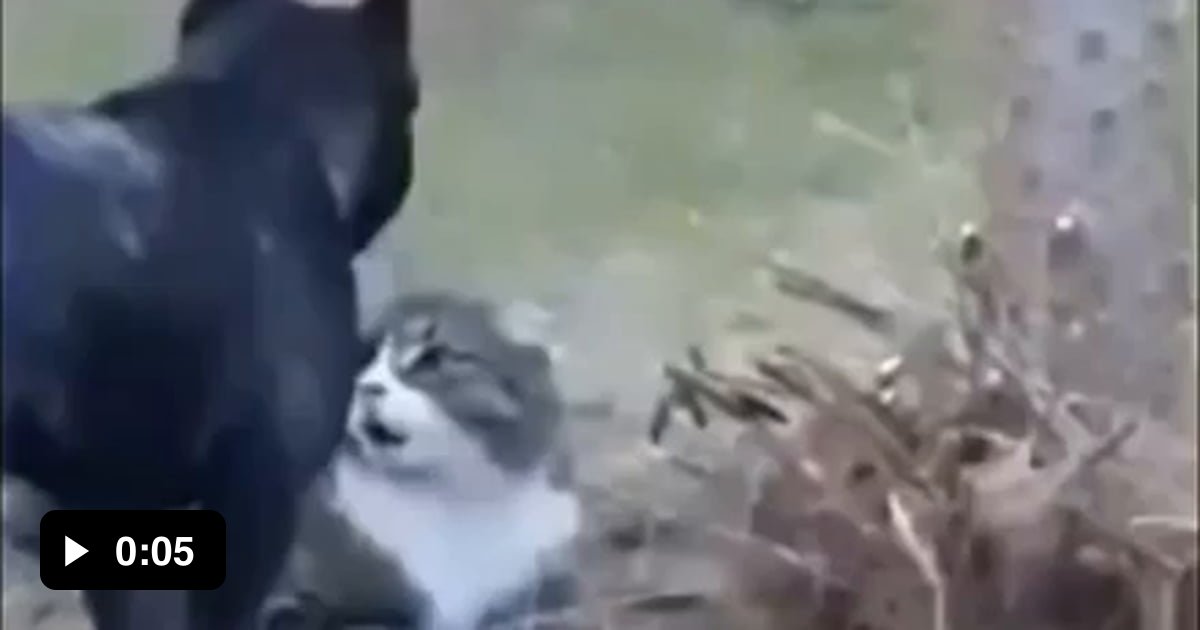 The dog was never the same after this. - 9GAG