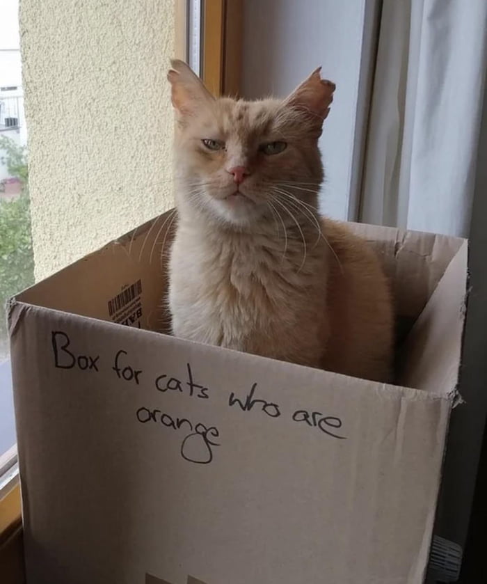 Cat in box - 9GAG