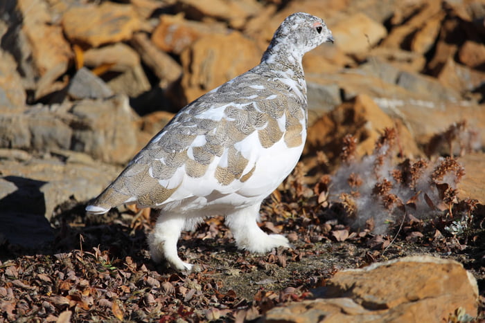 High alpine mountain chicken - 9GAG