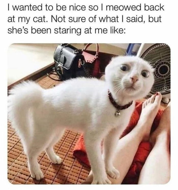 MEOW? - 9GAG