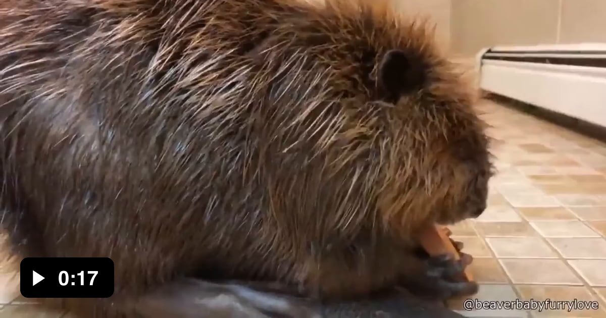 A moaning beaver - 9GAG