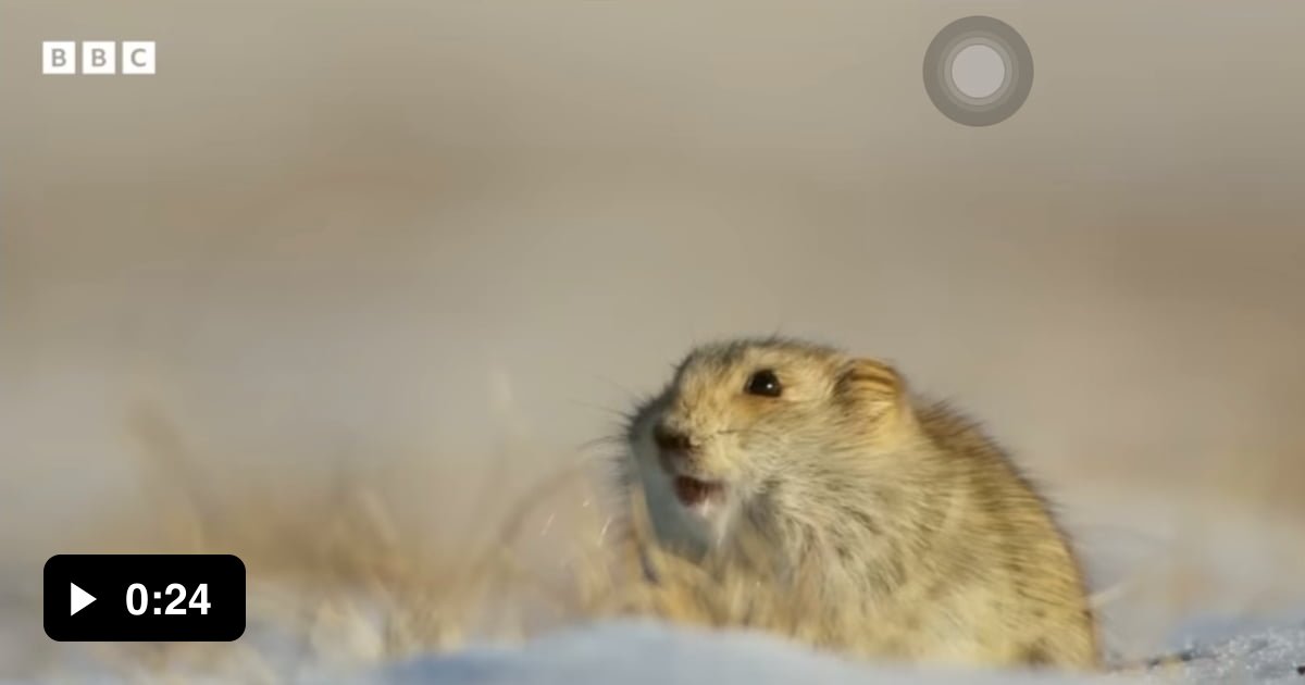 Wildlife world grumpiest cat - 9GAG