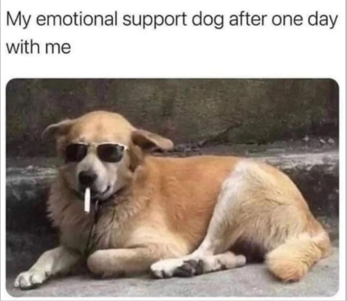 Emotional support dog - 9GAG