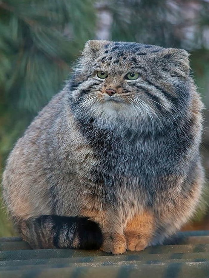 This absolute unit of a catto - 9GAG