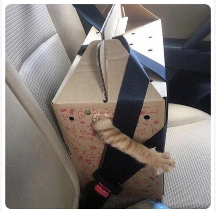 Transporting a Smol and Angy - 9GAG