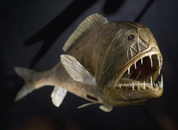 This fish CAN handle the pressure! - 9GAG