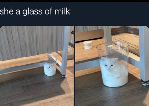 Cats do not obey the laws of physics - 9GAG