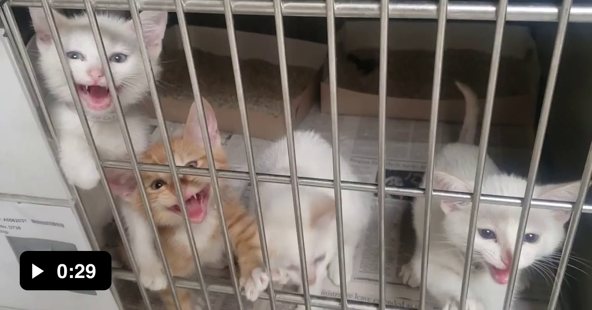 Precious kittens want out at Downey Animal Control - 9GAG
