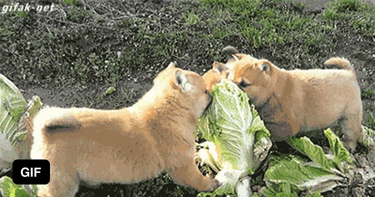 A pack of hungry wolves devouring a helpless lettuce, in super mega HD ...