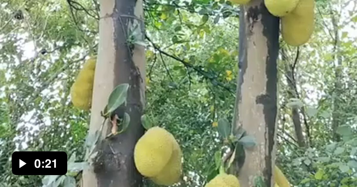 The Jackfruit is the largest fruit that grows on trees. It can reach a ...