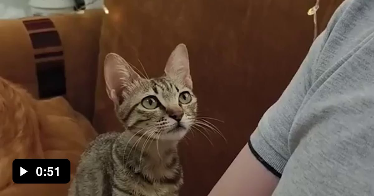 The way the cat cuddles his human... ️ - 9GAG