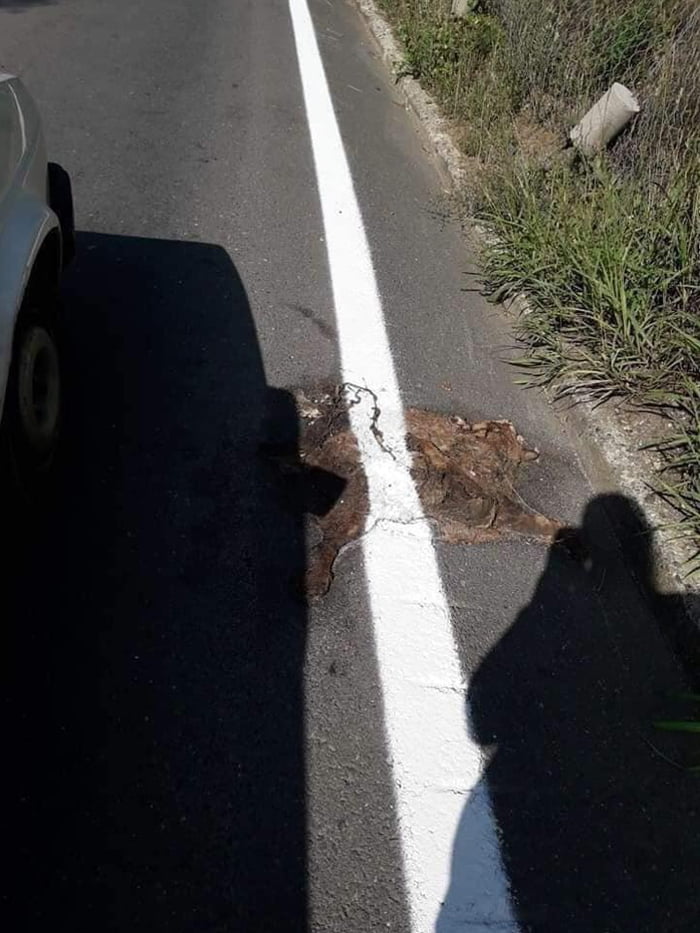 Painting over roadkill - 9GAG
