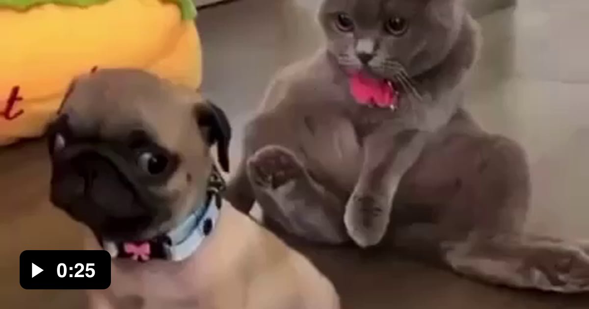 Repugnant Cat - 9GAG