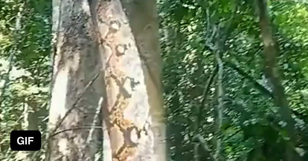 Python climbing a tree - 9GAG