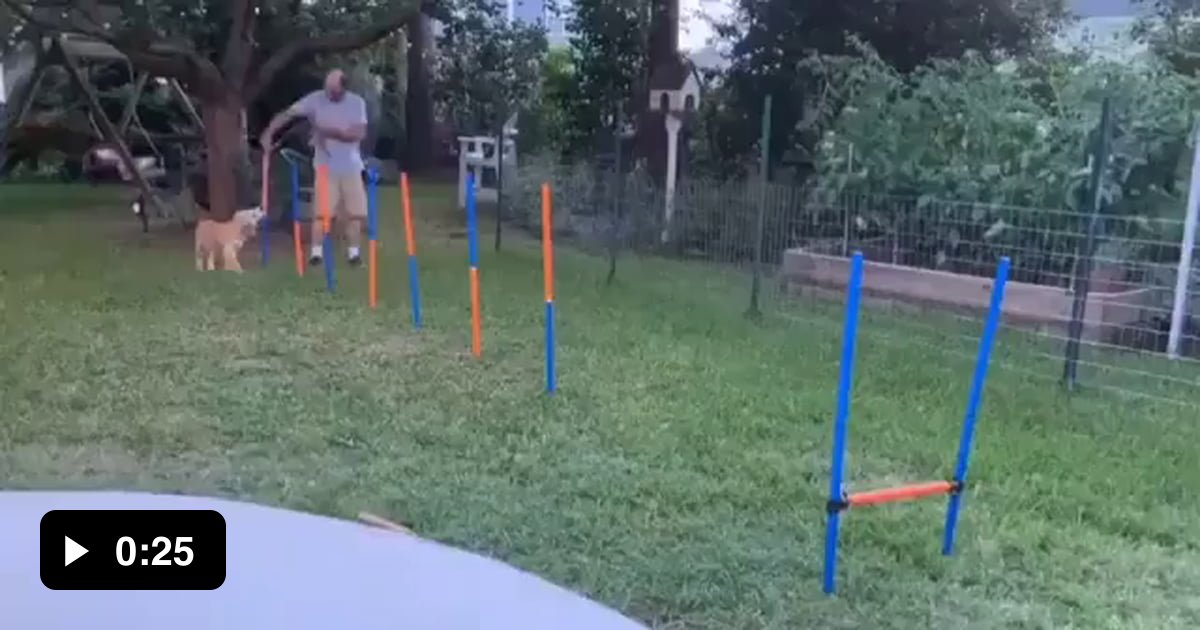 To show a good boy how to do an obstacle course - 9GAG