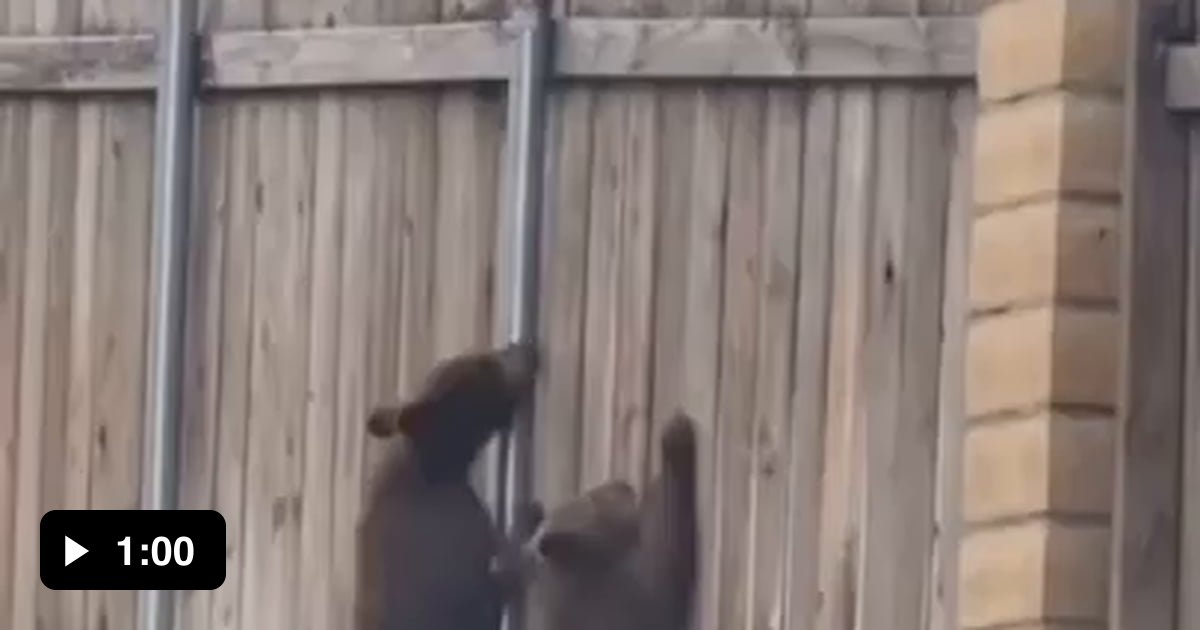 These cute bear cubs are taught a lesson in survival by their mama bear - 9GAG