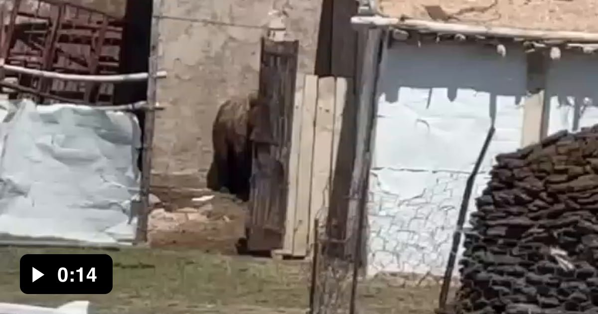 Bear want gibs hüg - 9GAG