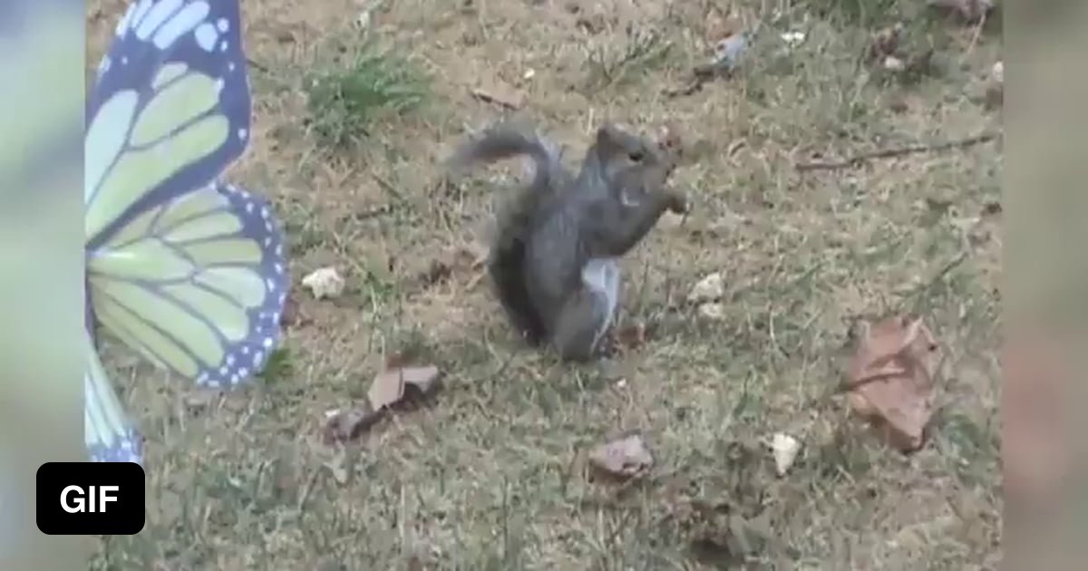 Squirrel eating what must be the most delicious nut EVER - 9GAG