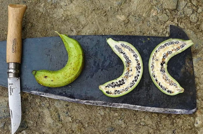 Here is a Banana, not modified by humans. Banana for scale - 9GAG