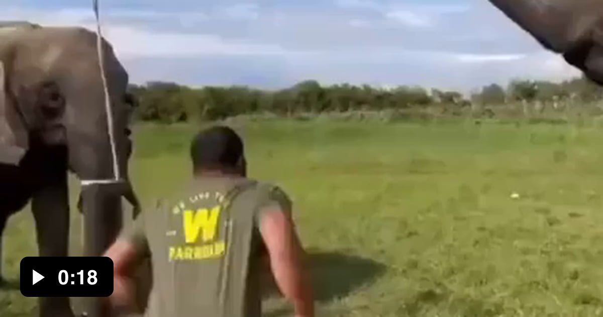 Elephants playing jump rope with humans - 9GAG