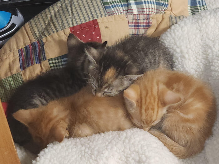 Post breakfast sleepy snuggles - 9GAG