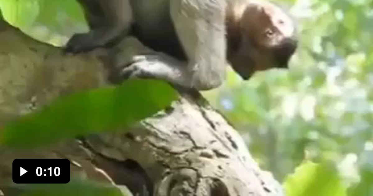 Return to monke - 9GAG