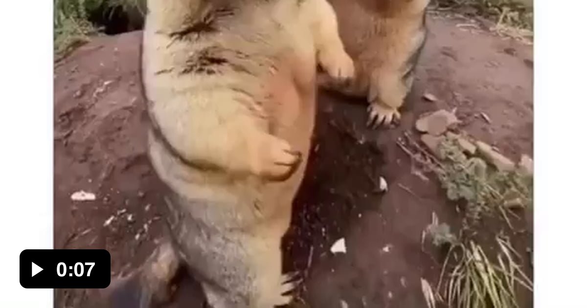 To be a groundhog, chilling with the other groundhog bros. - 9GAG