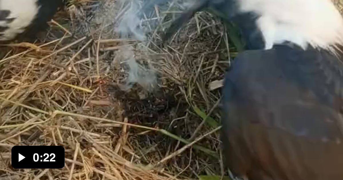 This is how crows turn black - 9GAG