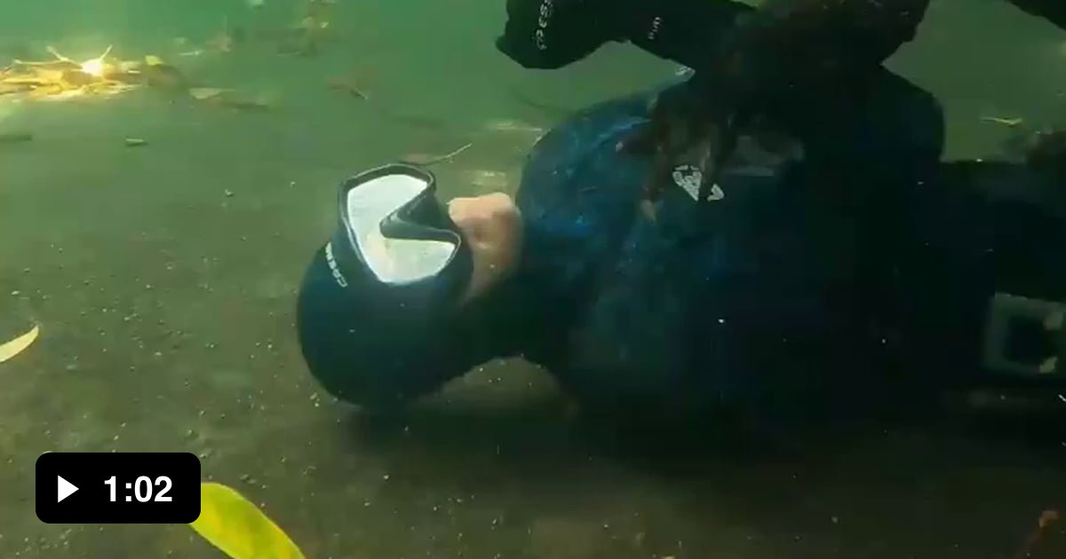 Diving with an alligator - 9GAG