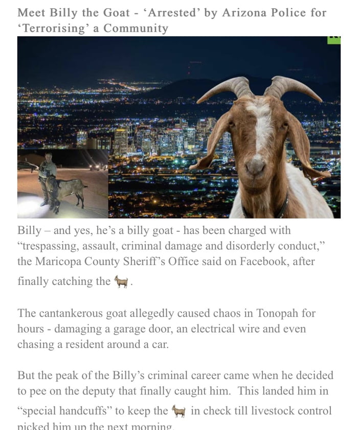 Billy the Goat gets arrested by Police for Terrorising American ...