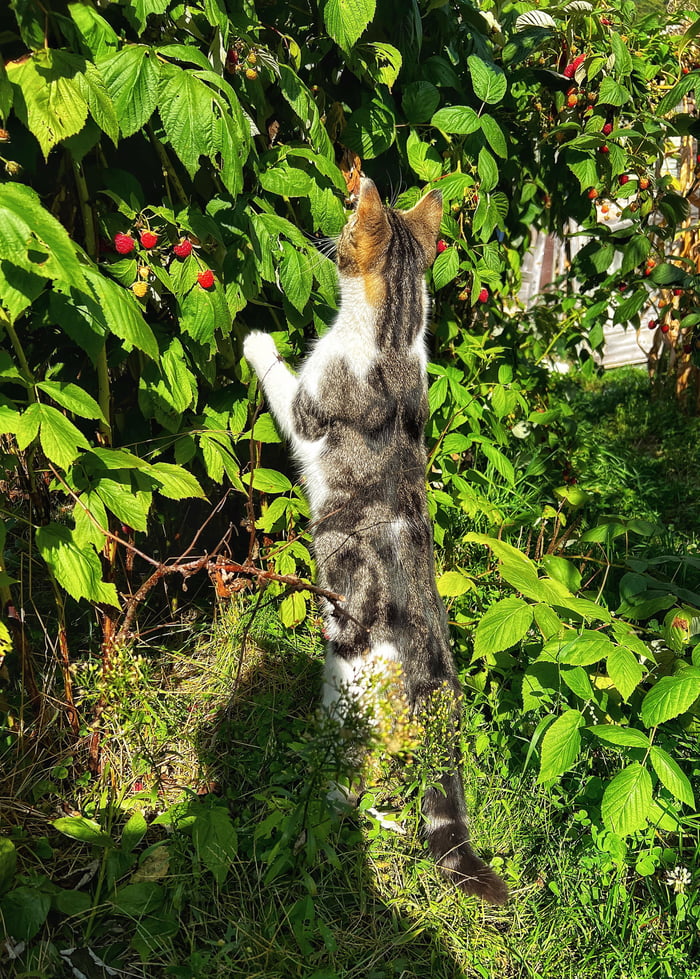 The harvest is plentiful this year - 9GAG