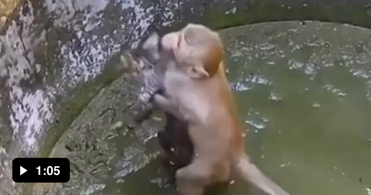 Smart monkey tries to help while dumb human just sits and film - 9GAG