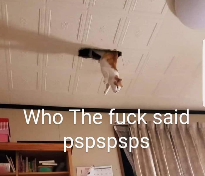 Pspspsps - 9GAG