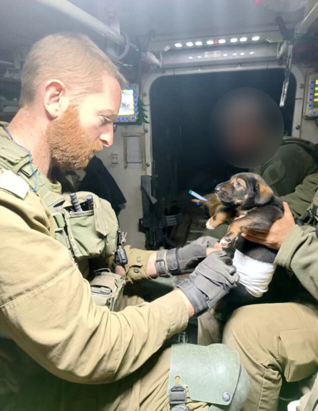 IDF medic treating of a wounded puppy in Gaza. (Can we just appreciate ...