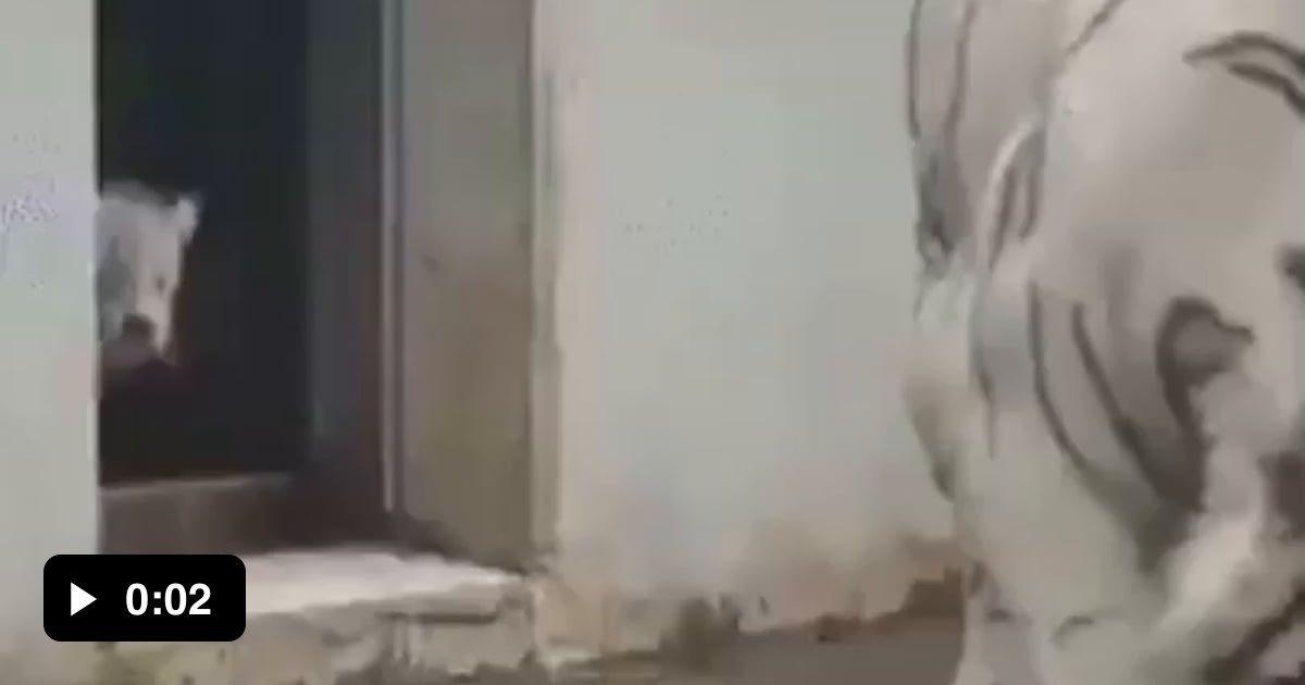 Tiger cub scaring Tiger - 9GAG