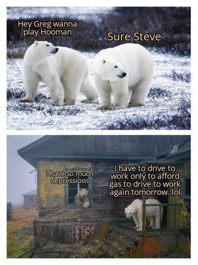 The bears are right - 9GAG