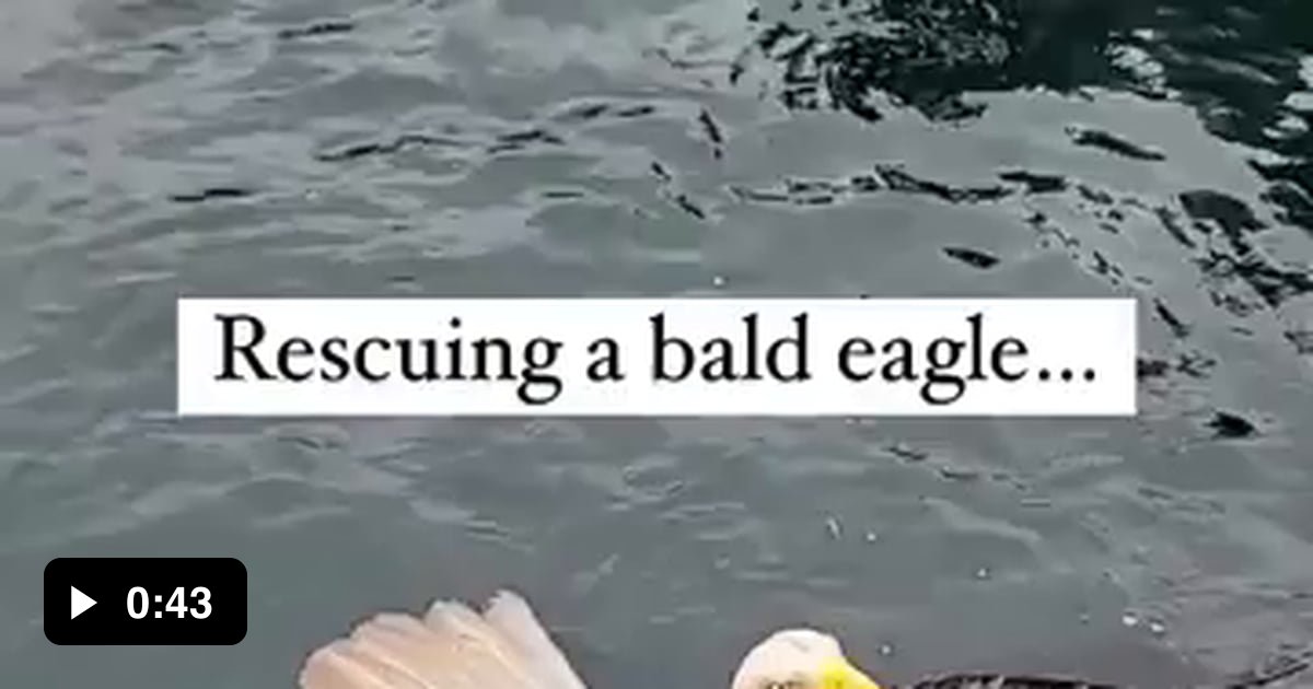 Eagle Rescue - 9GAG