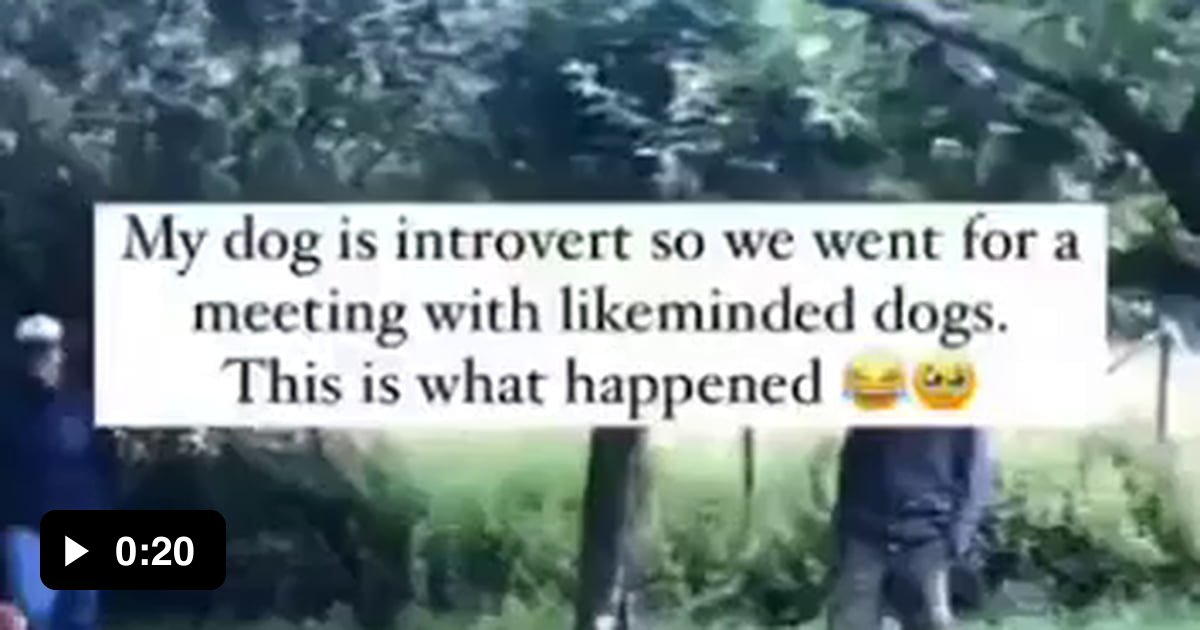 What it looks like when a group of Introvert Dogs gets together - 9GAG