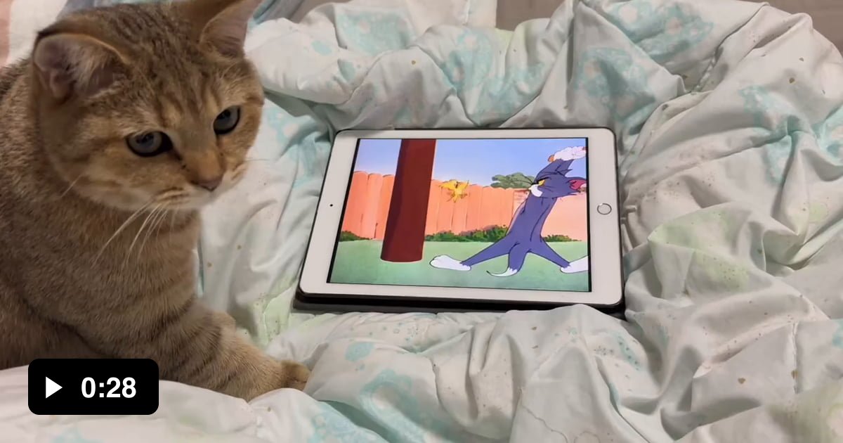 He is catching invisible mice - 9GAG