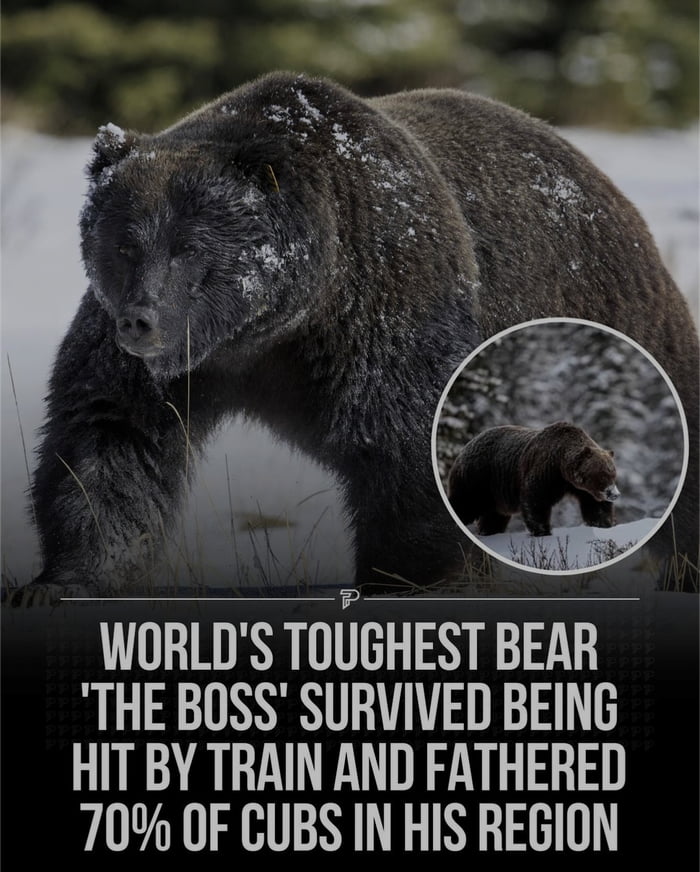 Makes even other bears his cucks - 9GAG