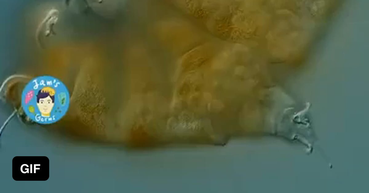 Tardigrade strolling round a microscope slide - 9GAG
