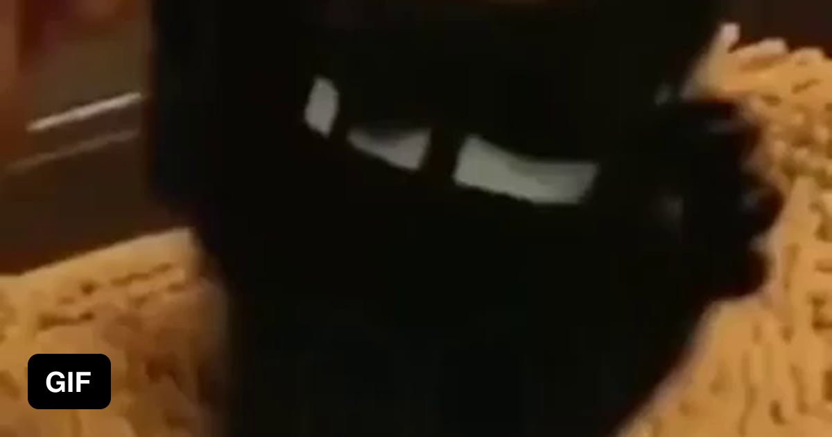 The verdict is out, this kitty is an illegal mini void - 9GAG