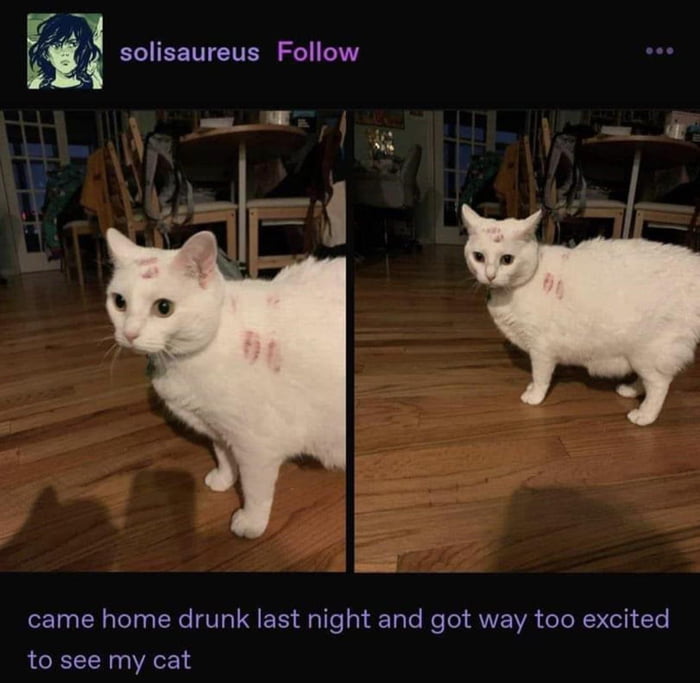 Obligatory kitty kisses :) - 9GAG