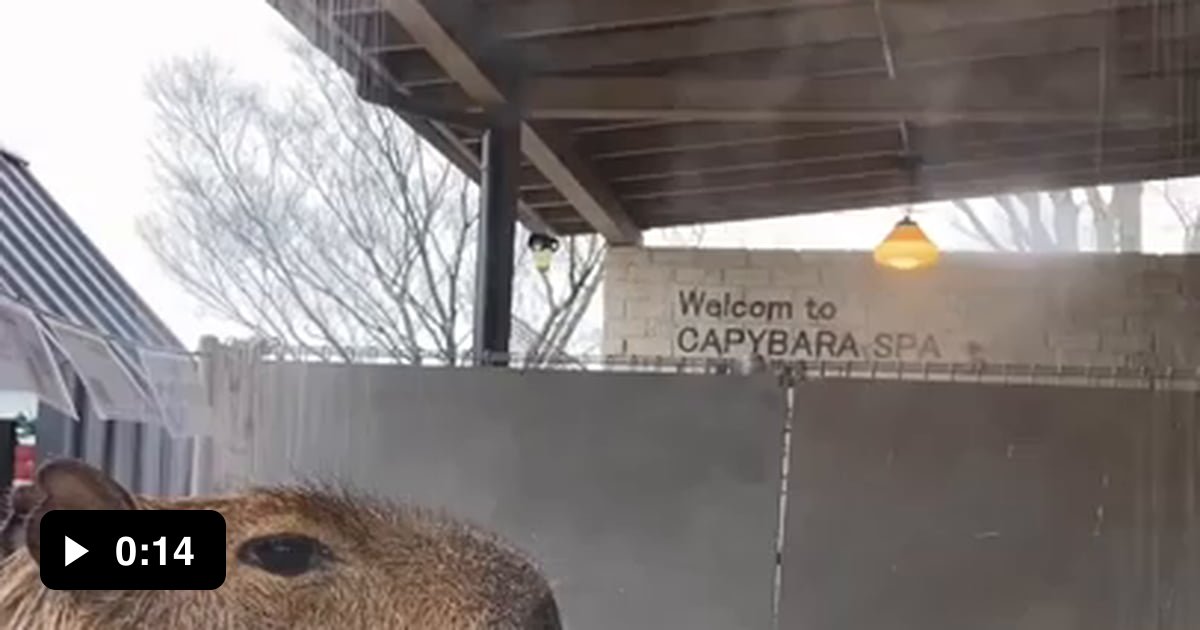 Welcome to capybara spa - 9GAG