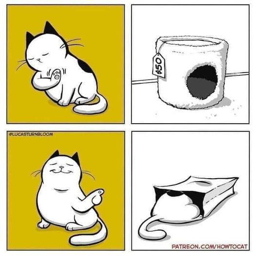 Cat - 9GAG