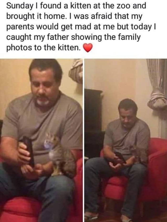 Bringing home a kitten - 9GAG
