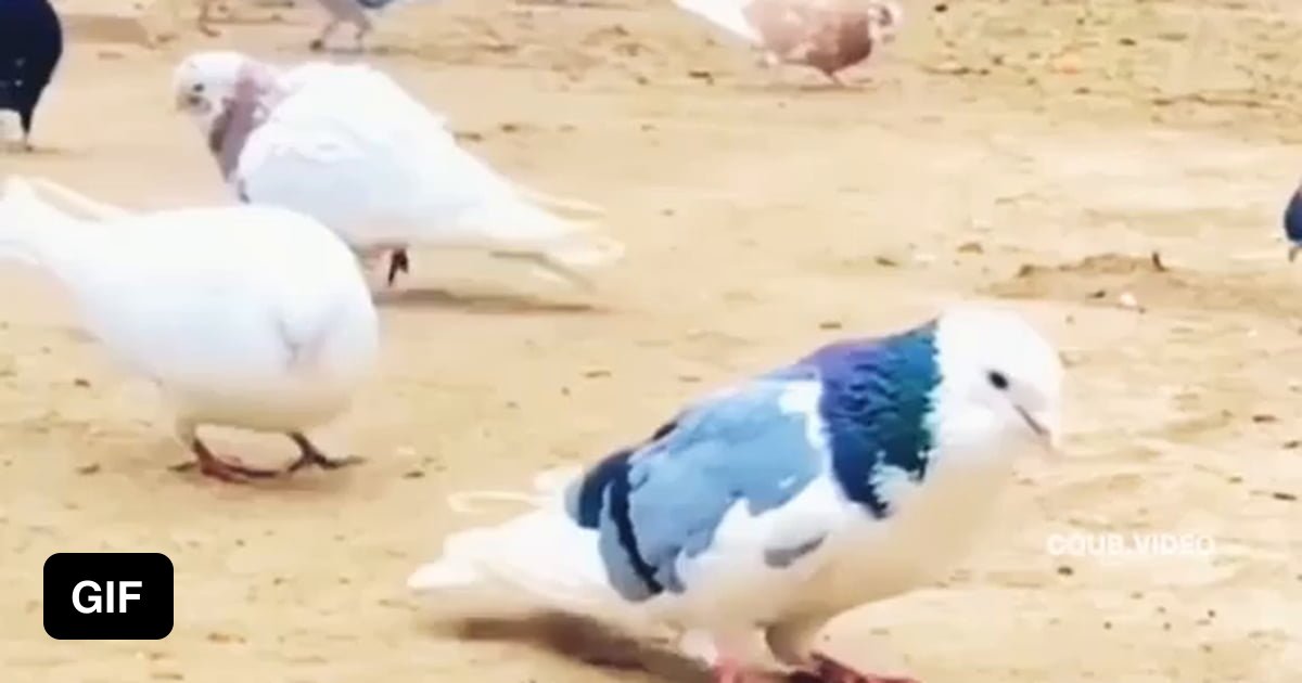 Pigeon doing backflips - 9GAG