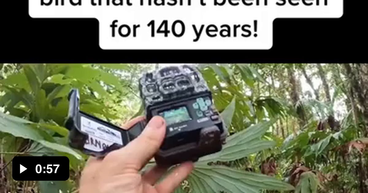 Catching a bird in a camera trap that hadn't been seen in 140 years ...