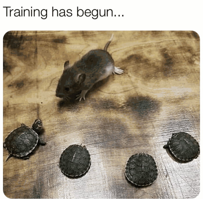Turtles in time - 9GAG
