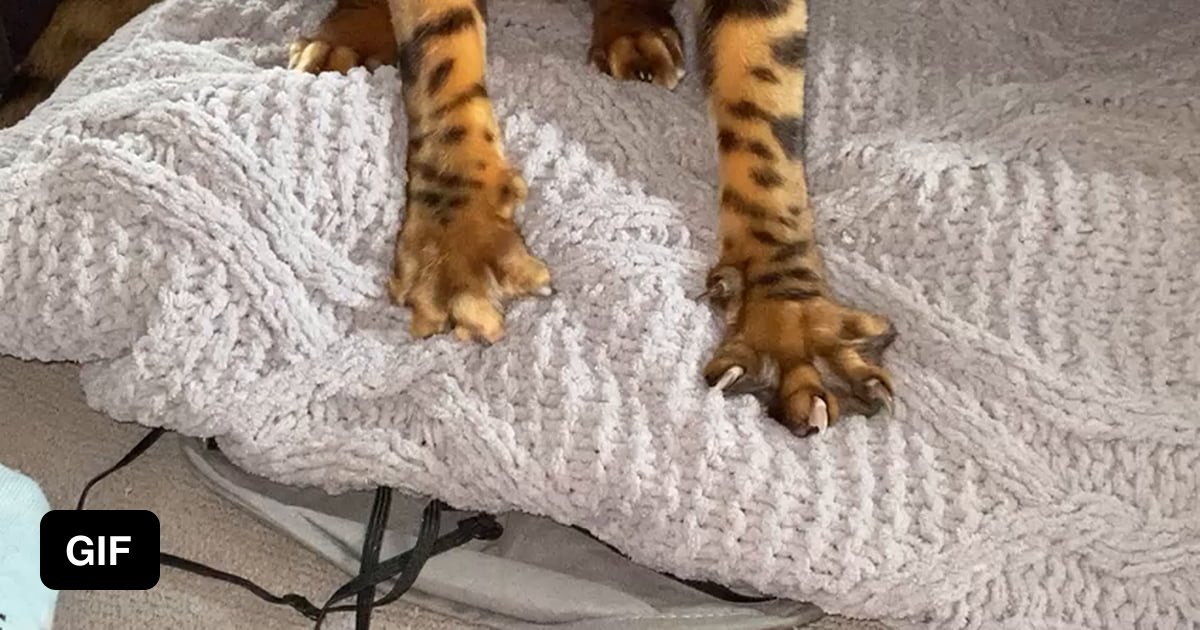 Look at these paws - 9GAG